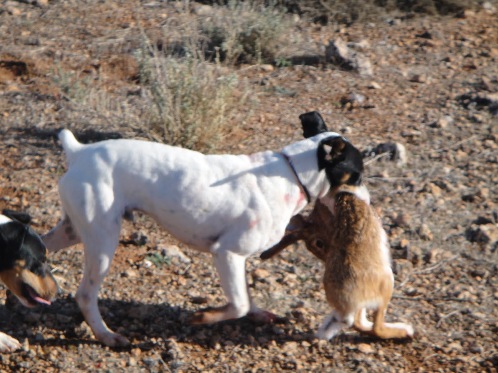 RATONERO BODEGUERO Andaluz: Cría, Cuidado y Adiestramiento