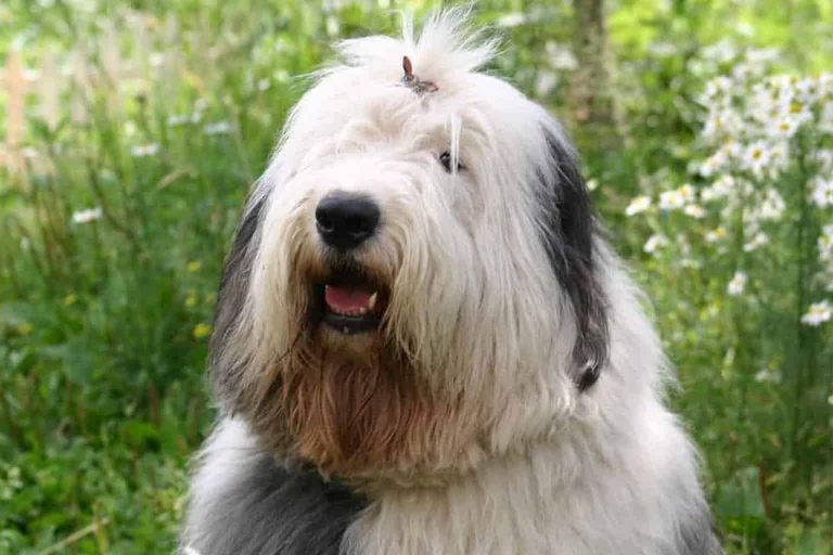 Todo sobre el BOBTAIL: Cría, Cuidado y Adiestramiento - Guia Completa