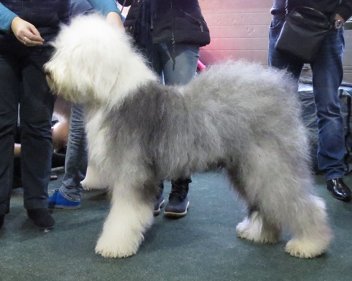 Todo sobre el BOBTAIL: Cría, Cuidado y Adiestramiento - Guia Completa