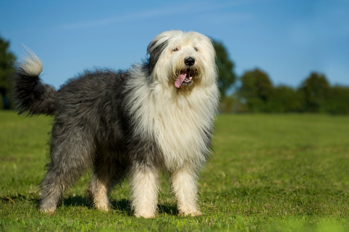 Todo sobre el BOBTAIL: Cría, Cuidado y Adiestramiento - Guia Completa