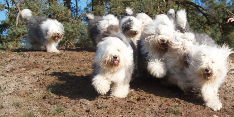 Todo sobre el BOBTAIL: Cría, Cuidado y Adiestramiento - Guia Completa