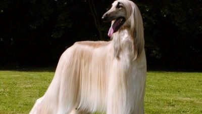 Top 15 razas de perros de pelo largo: ¡Los melenudos del mundo canino!
