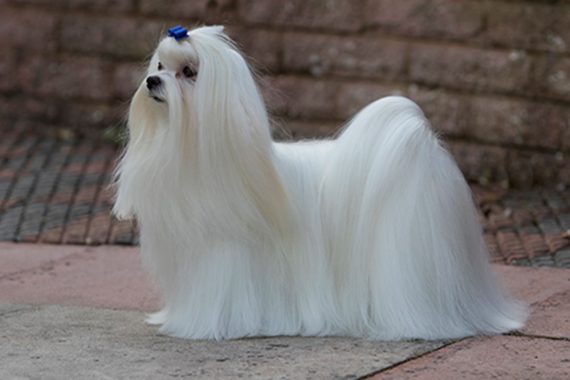 Top 15 razas de perros de pelo largo: ¡Los melenudos del mundo canino!