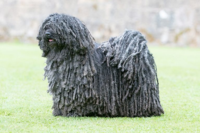 Top 15 razas de perros de pelo largo: ¡Los melenudos del mundo canino!