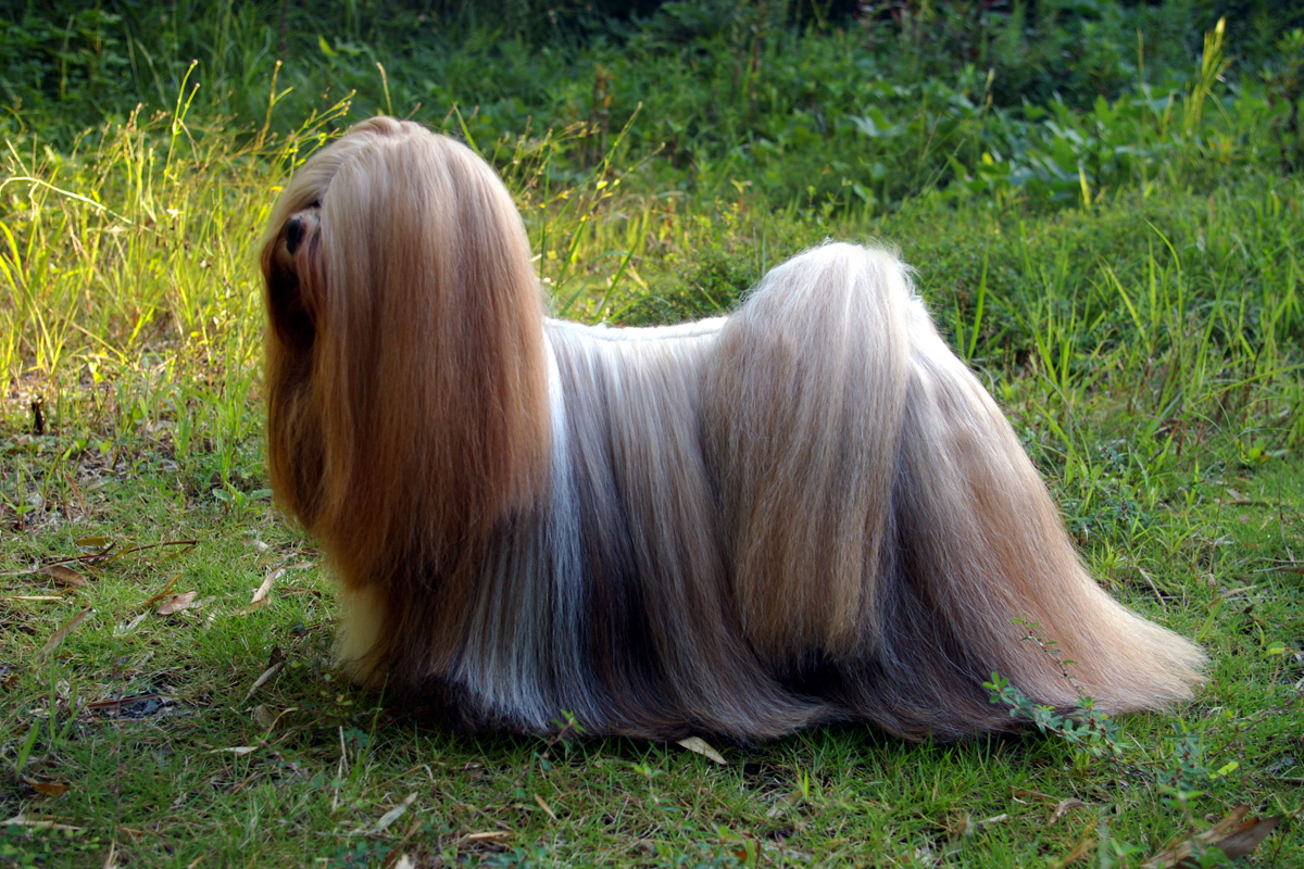 Top 15 razas de perros de pelo largo: ¡Los melenudos del mundo canino!