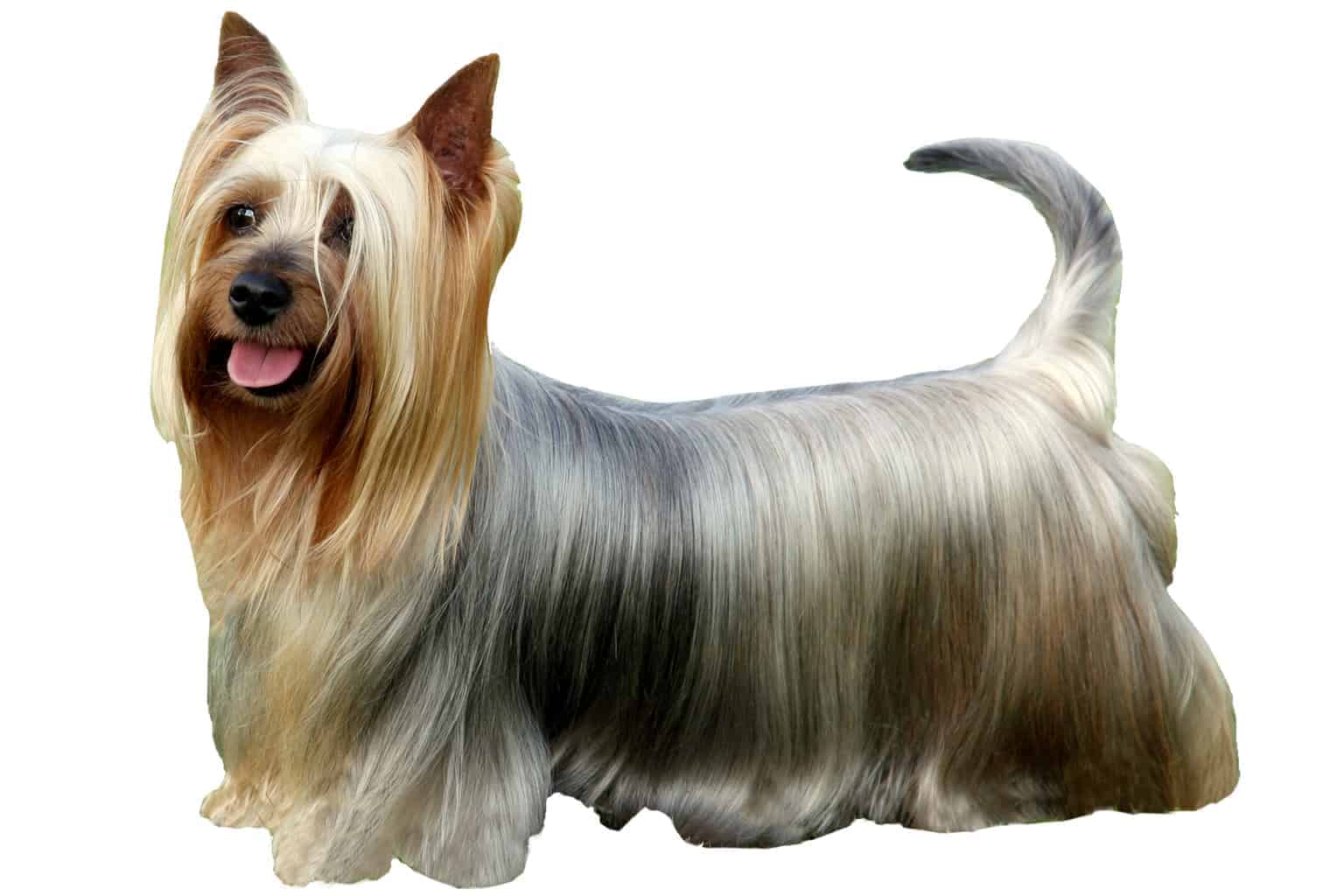 Top 15 razas de perros de pelo largo: ¡Los melenudos del mundo canino!