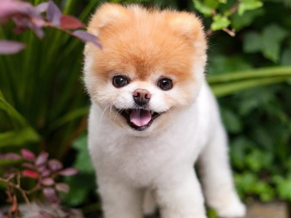 Top 10 razas de perros mini toy. ¡perros muy pequeños!