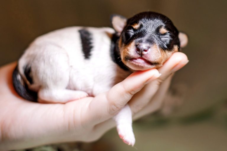 Top 10 razas de perros mini toy. ¡perros muy pequeños!