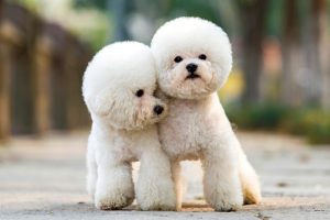 Top 10 razas de perros mini toy. ¡perros muy pequeños!
