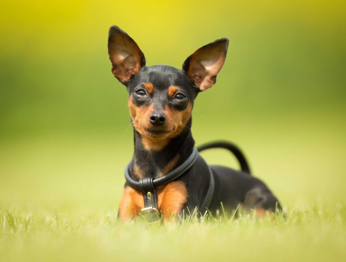 Top 10 razas de perros mini toy. ¡perros muy pequeños!