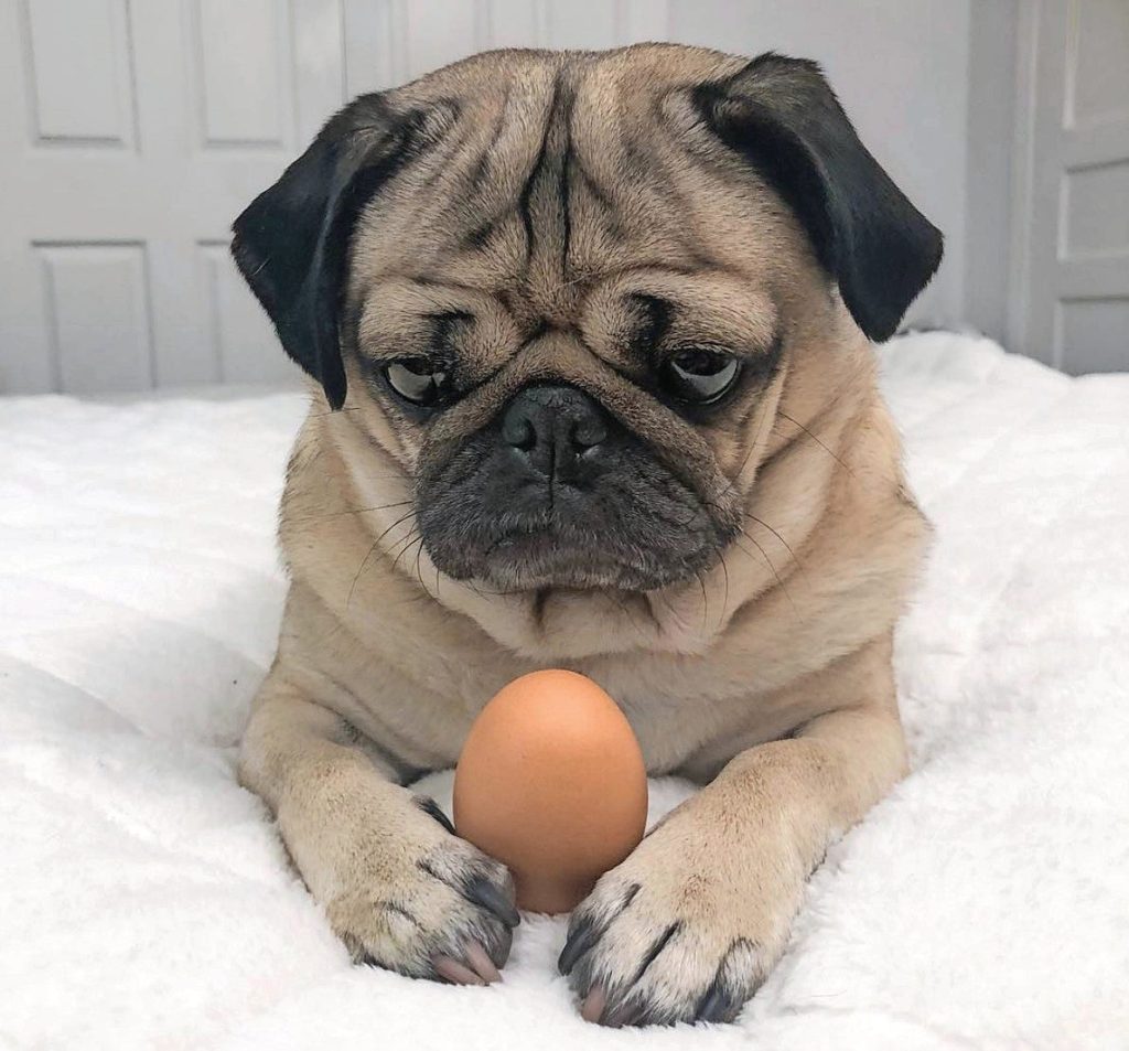 Top 10 razas de perros mini toy. ¡perros muy pequeños!