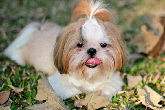 Top 10 razas de perros mini toy. ¡perros muy pequeños!
