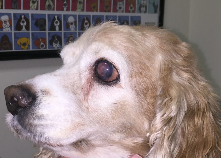 Todo sobre el Cocker Spaniel: Cría, cuidado y adiestramiento