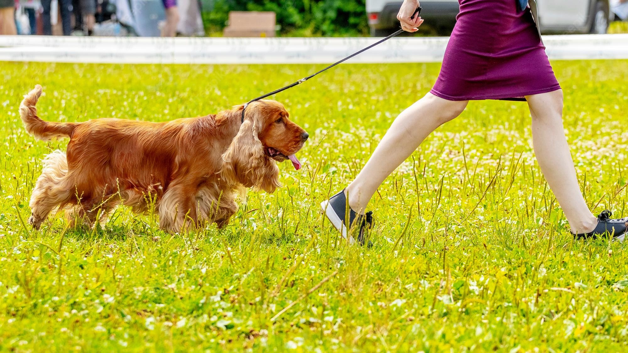Todo sobre el Cocker Spaniel: Cría, cuidado y adiestramiento