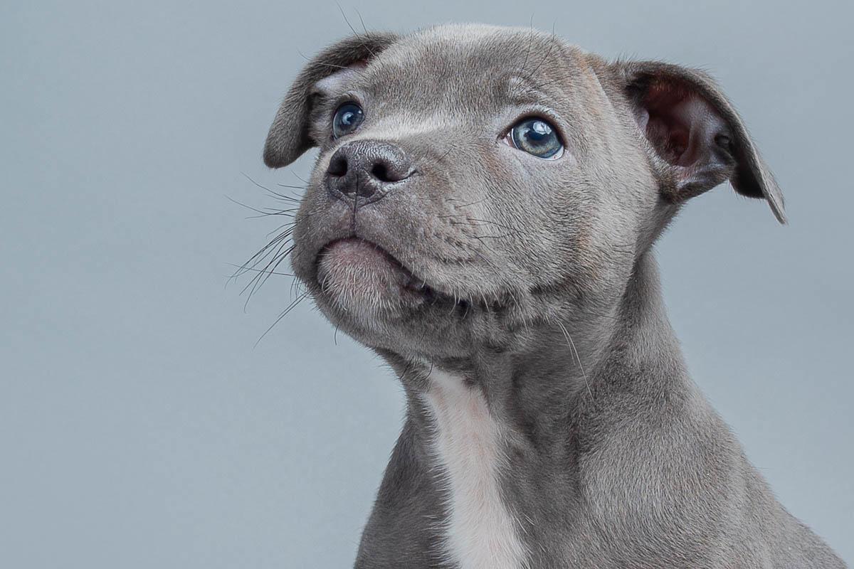 Mejores razas de PERRO GRISES que te van a encantar