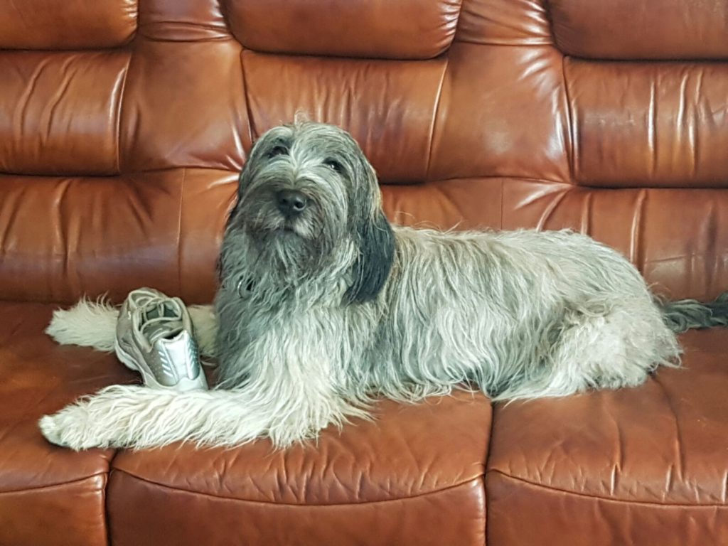 Mejores razas de PERRO GRISES que te van a encantar