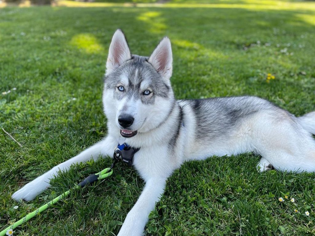 Mejores razas de PERRO GRISES que te van a encantar