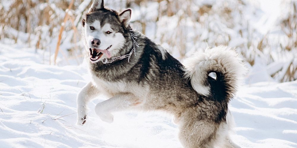 15 razas de perros que se parecen a los lobos ¡Sorpréndete con algunas!