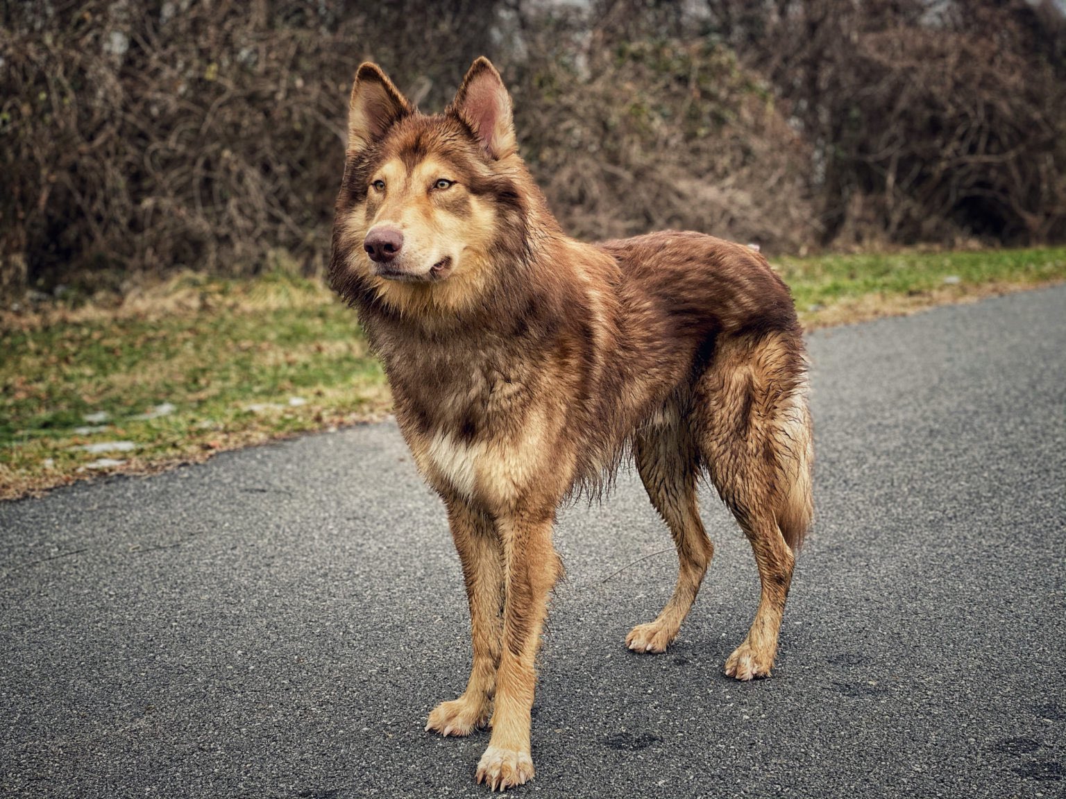15 razas de perros que se parecen a los lobos ¡Sorpréndete con algunas!