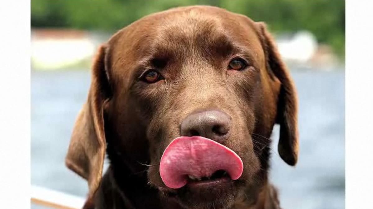 Todo sobre el Labrador Retriever: cría, cuidado y adiestramiento ...