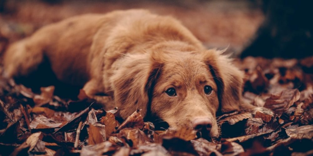 Mi perro está cansado y decaído. ¿Qué puedo hacer?