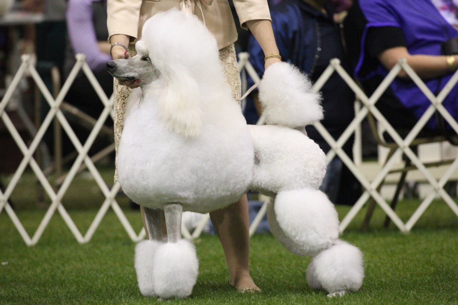 Mejores tipos de Corte de Pelo para Perros Caniche o Poodle