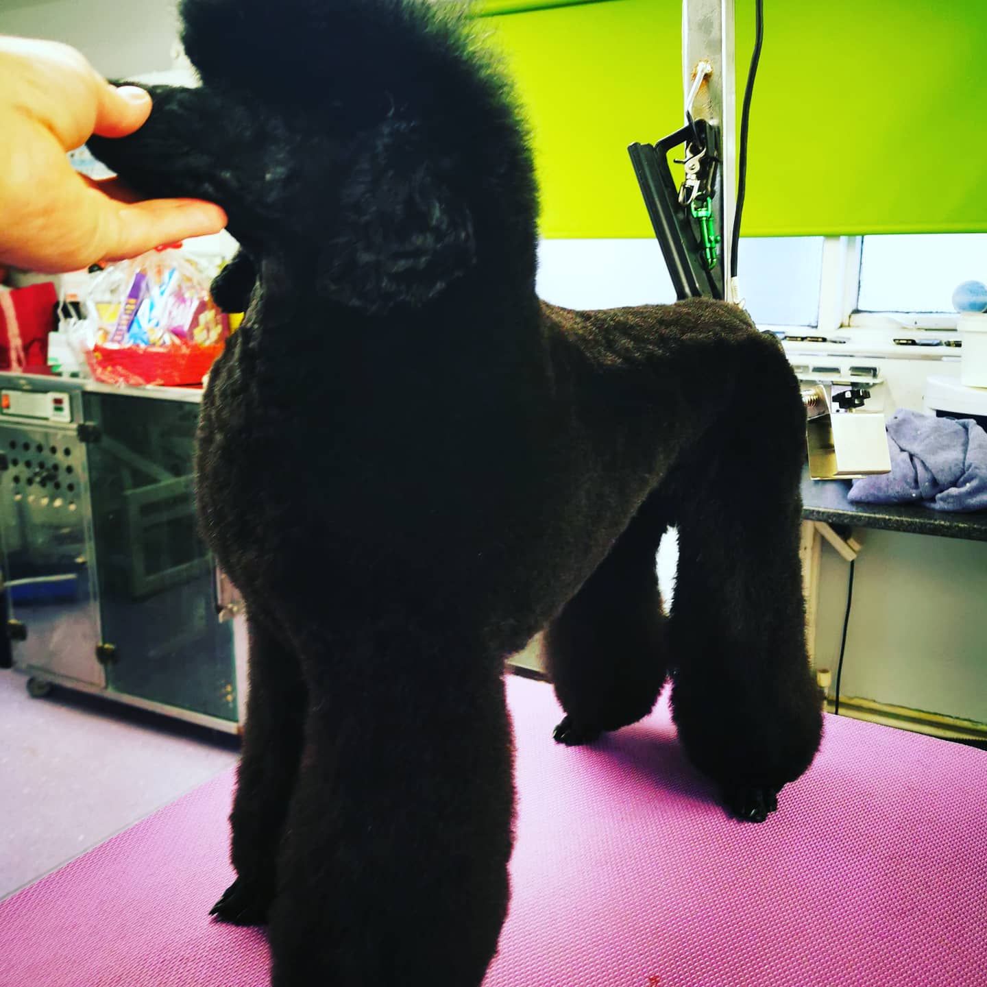 Mejores tipos de Corte de Pelo para Perros Caniche o Poodle