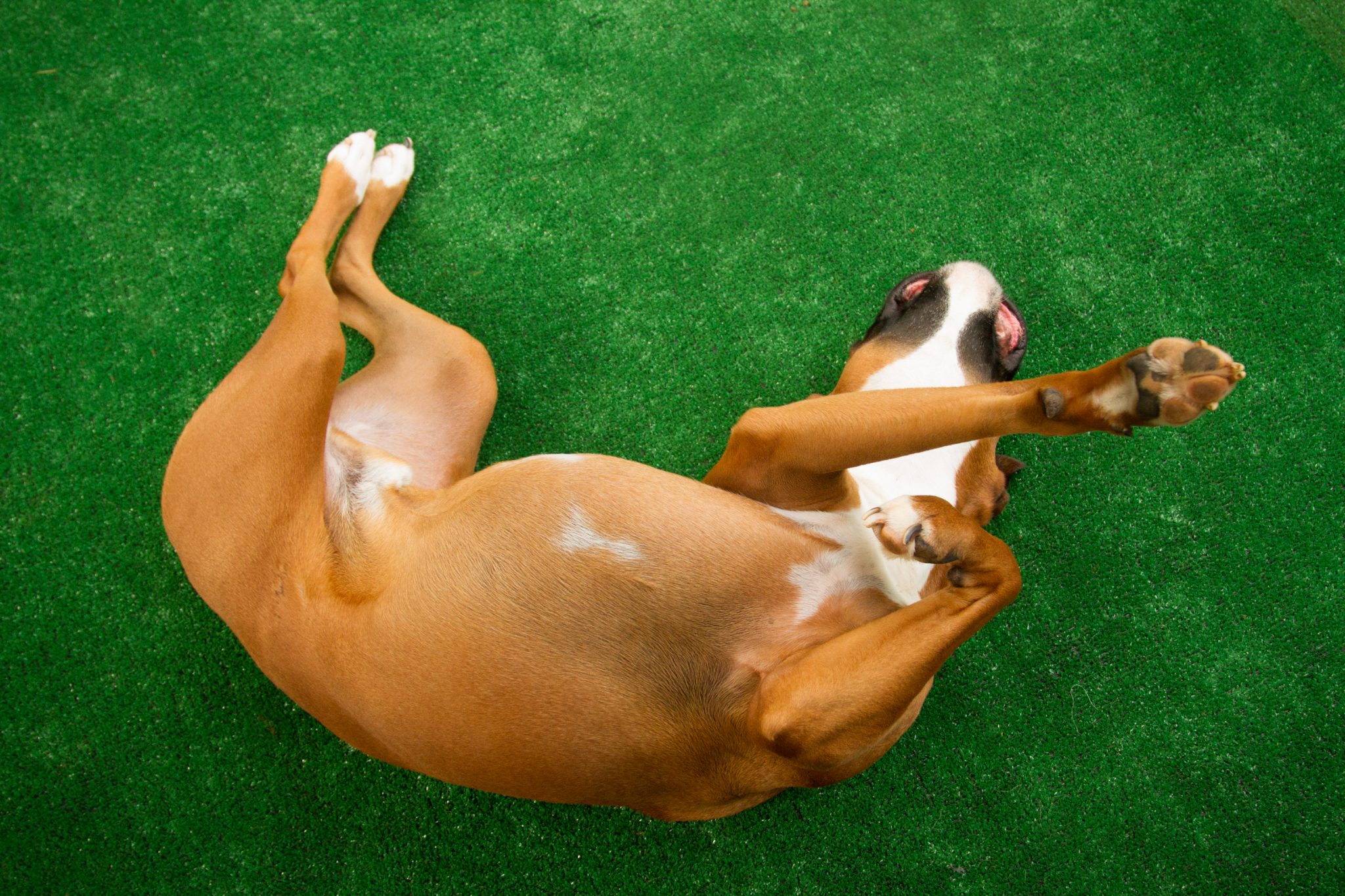 Mi perro tiene la panza hinchada, ¿qué hago? - RedCanina.es