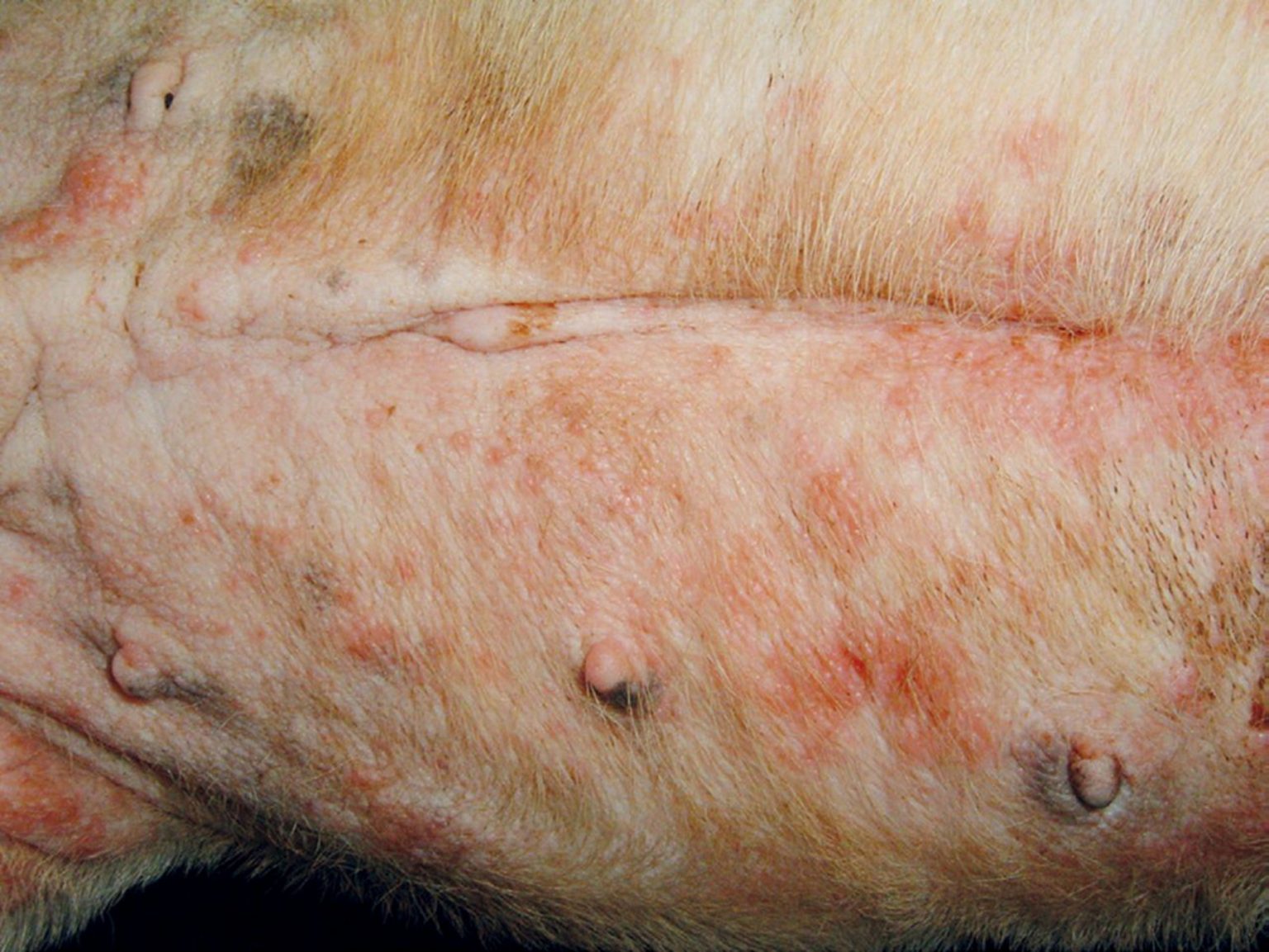 Principales Enfermedades de la Piel en los Perros y fotos de cómo son