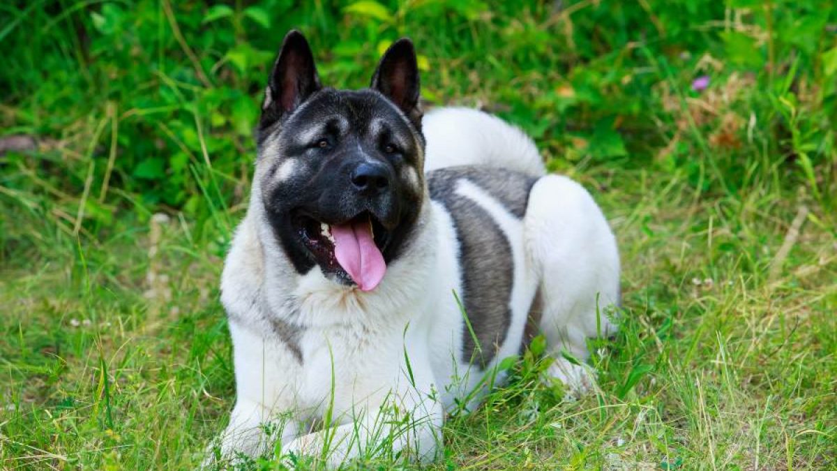 Todo sobre el Akita Americano: Cría, cuidado y adiestramiento