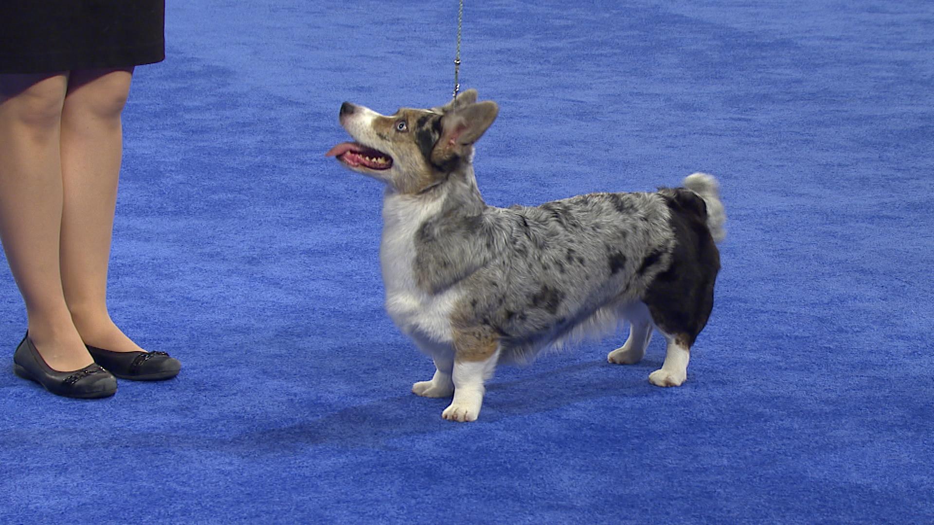 Todo sobre el Corgi Galés de Cardigan: Cría, cuidado y adiestramiento