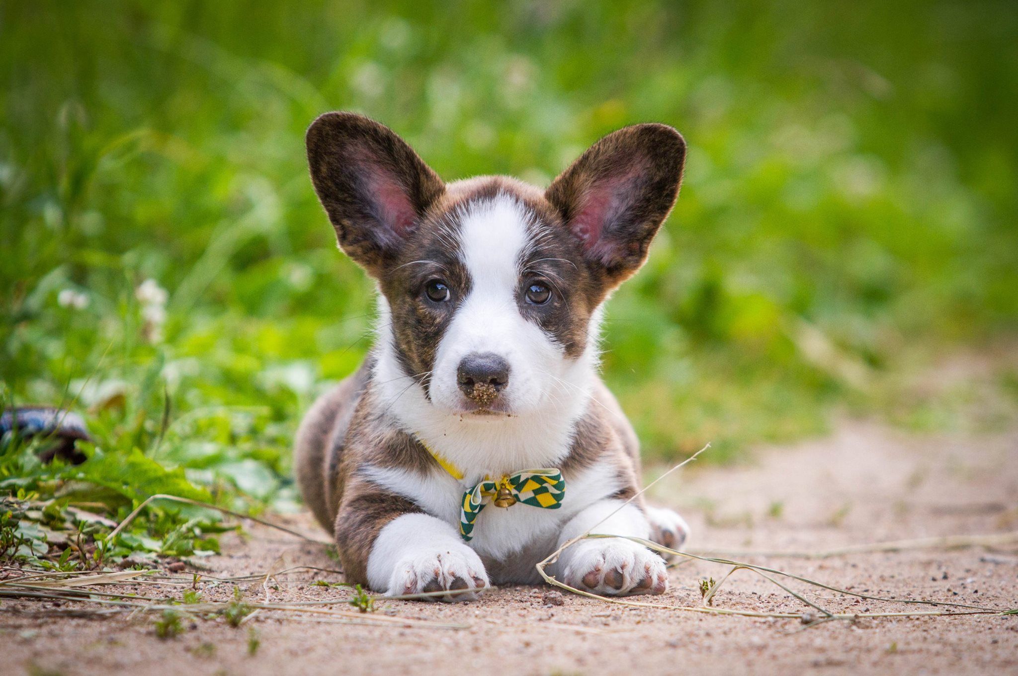 Todo sobre el Corgi Galés de Cardigan: Cría, cuidado y adiestramiento