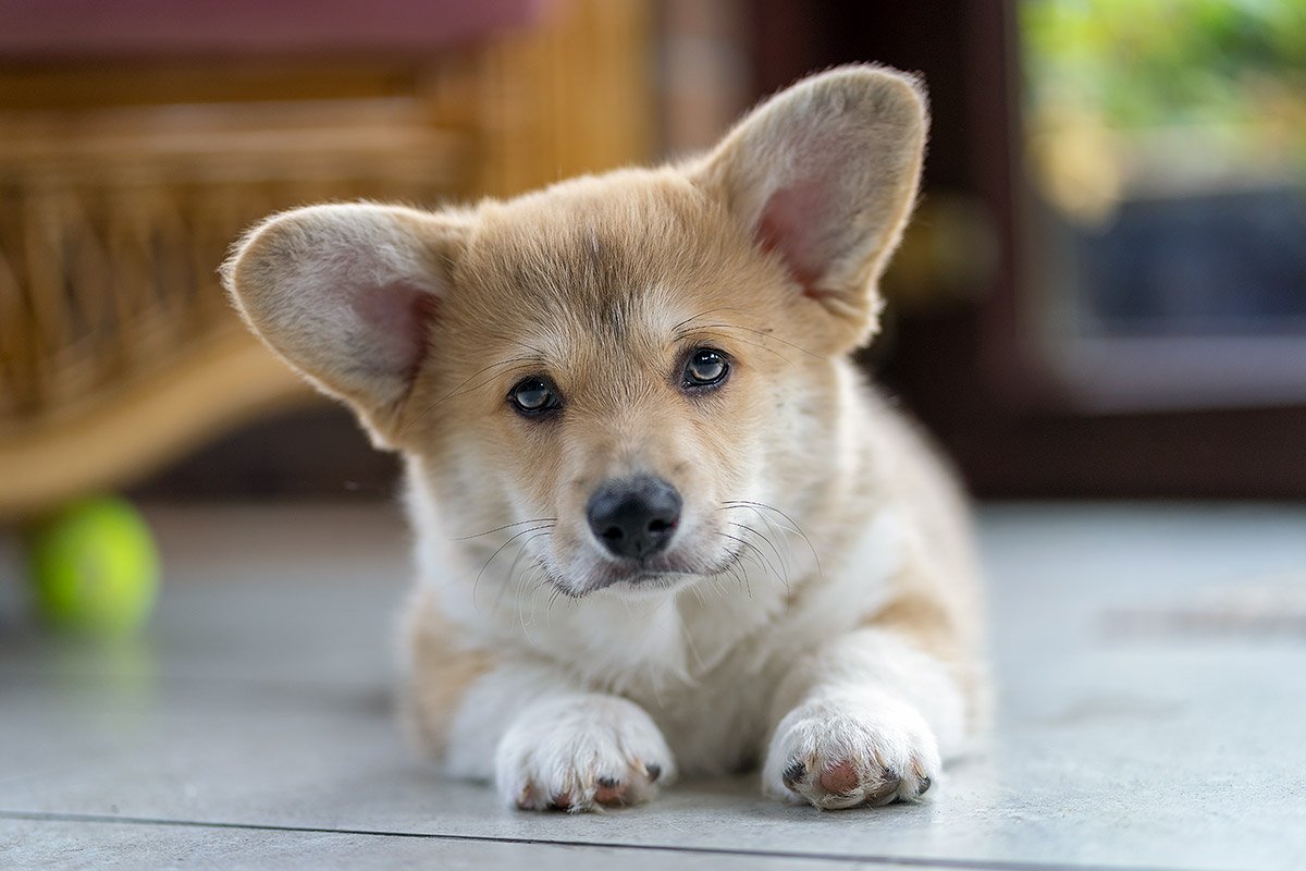 Todo sobre el Corgi Galés de Cardigan: Cría, cuidado y adiestramiento