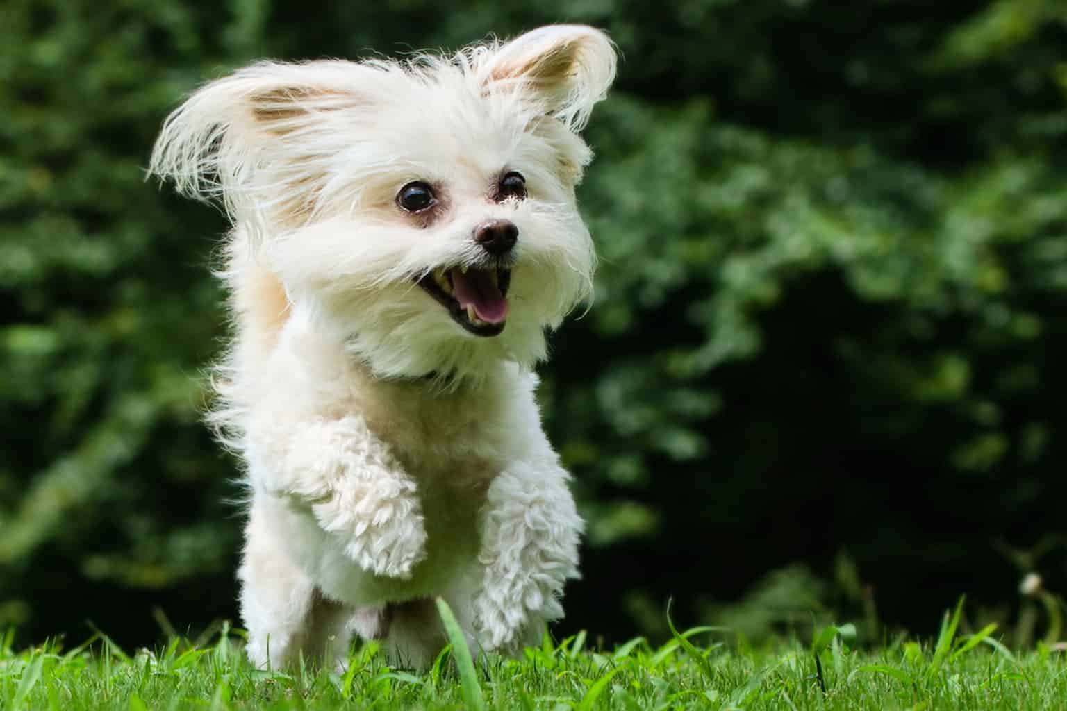 Todo sobre el Maltipoo: Cría, cuidado y adiestramiento