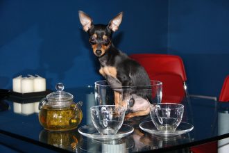 Todo sobre el Ratón de Praga: Cría, cuidado y adiestramiento